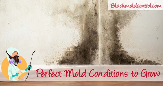 Black Mold Causes and Growth - Removal and Cleanup
