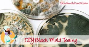Black Mold Inspection and Testing - Costs - DIY test kits
