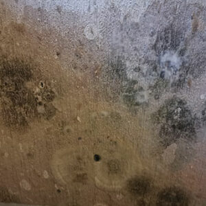 How to Identify Black Mold in Your Home | Learn, detect and remove!