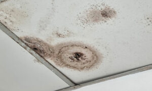 How to Identify Black Mold in Your Home | Learn, detect and remove!