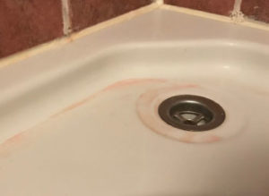 Pink Mold in Bathroom | Everything about Serratia marcescens